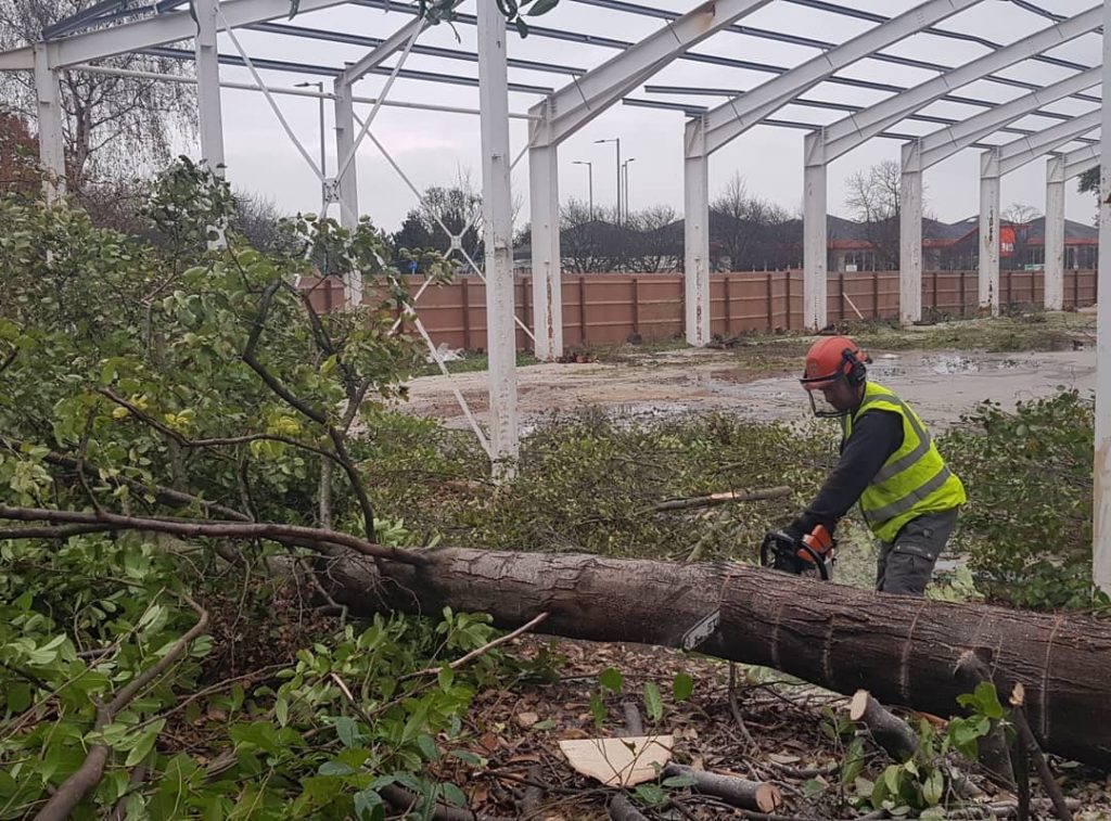What is tree surgery? - Kestrel Arboricultural Services